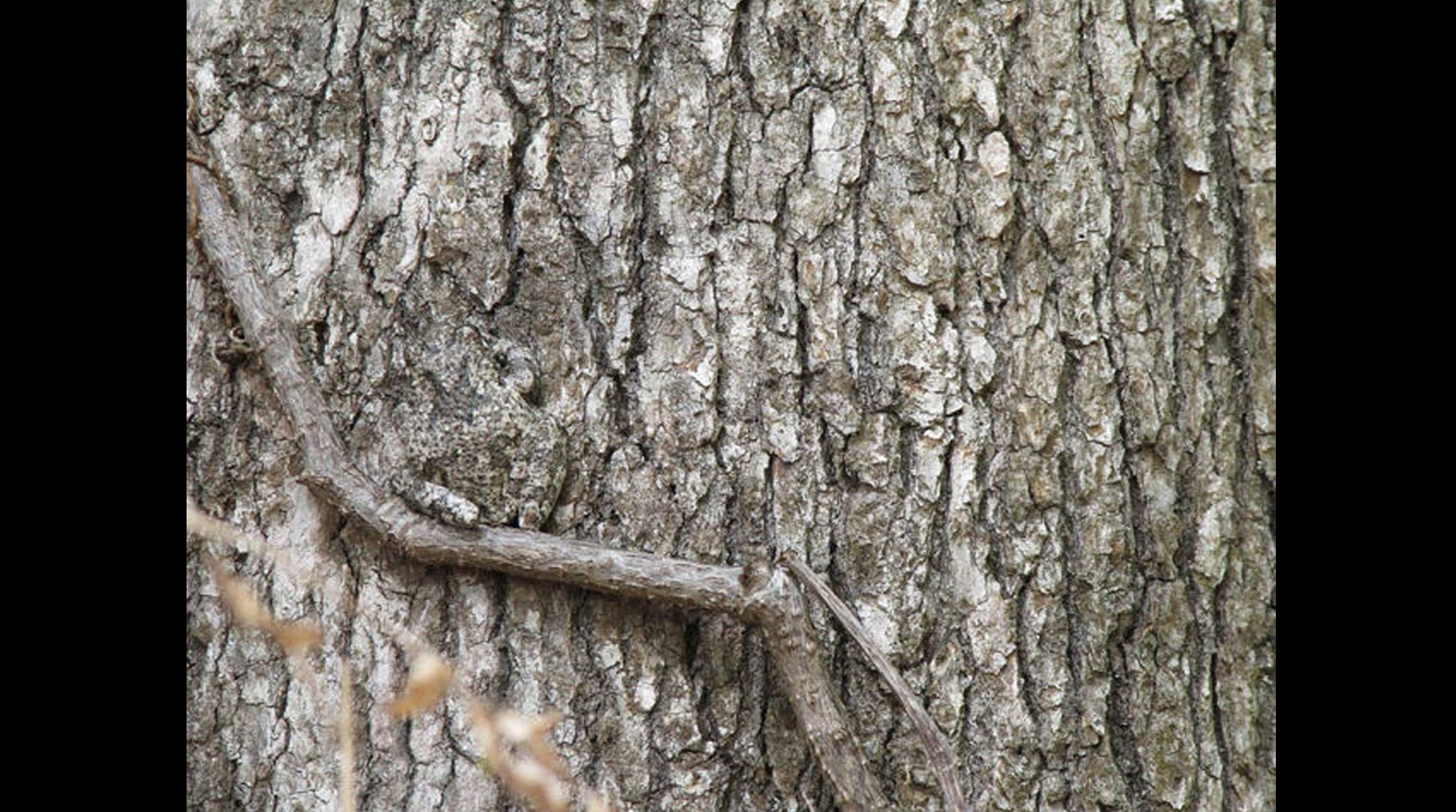 ¿Eres capaz de ver a los animales camuflados en estas 20 fotos ...