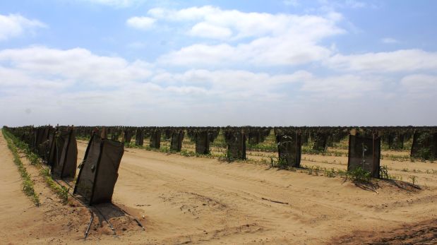 Proyecto Olmos: logran habilitar la mitad de las nuevas tierras | PERU ...
