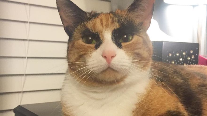 Las cejas de este gato son la nueva sensación en Instagram | REDES ...