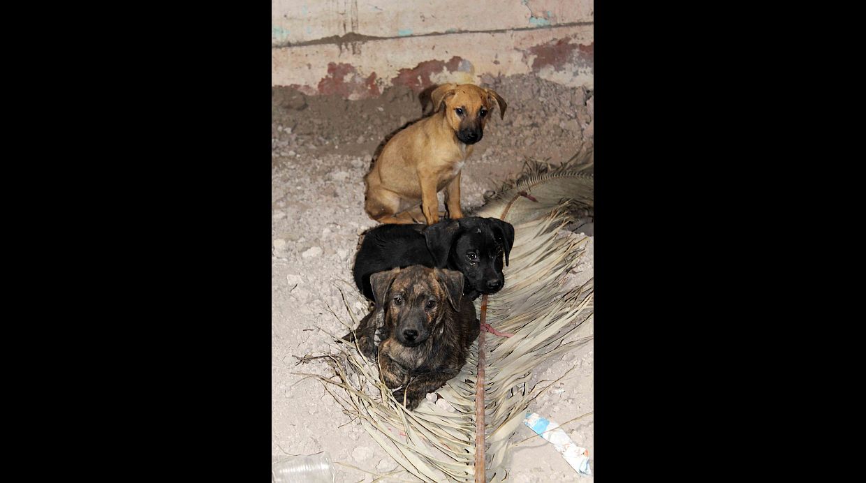 Once perritos rescatados en Barranco serán puestos en adopción | LIMA ...
