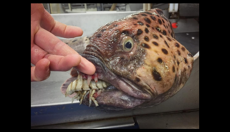 Roman Fedortsov, el pescador que comparte en Instagram las imágenes de ...