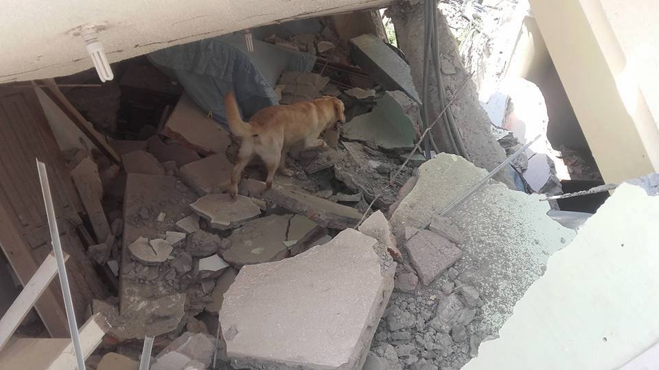 'Dayko', el perro que salvó vidas antes de perder la suya tras ...