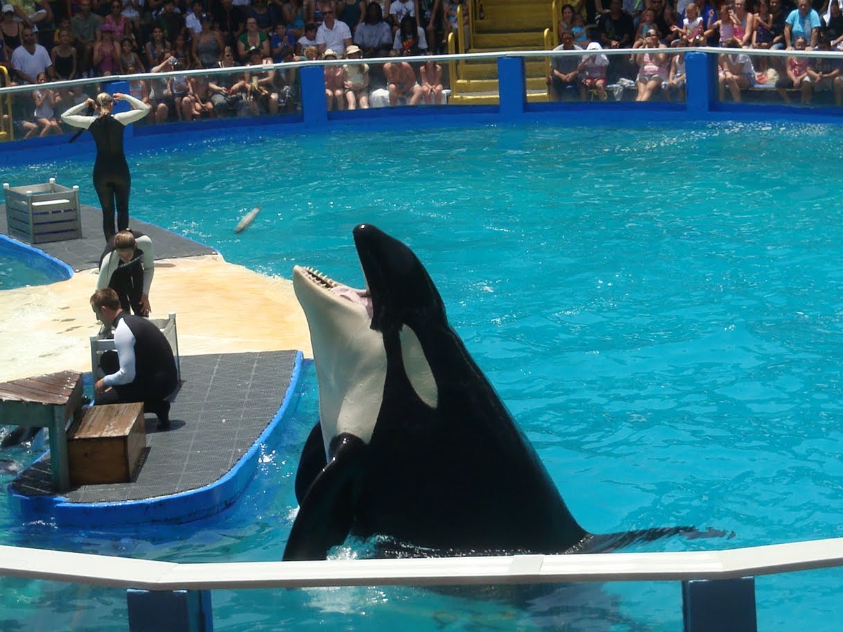 Ecologistas denuncian malas condiciones de la orca Lolita en Acuario de ...