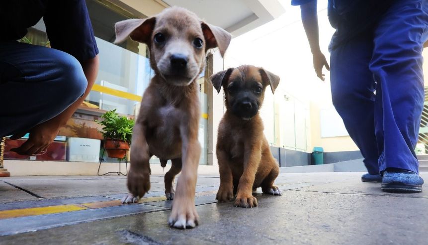 Municipalidad de Lima entrega canes rescatados a nuevos dueños | PERU ...