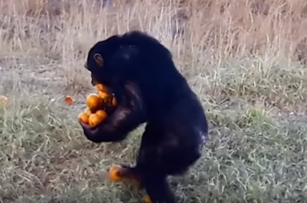 Facebook viral: ¡No quiso compartir! Mono se llevó toda la comida y ...