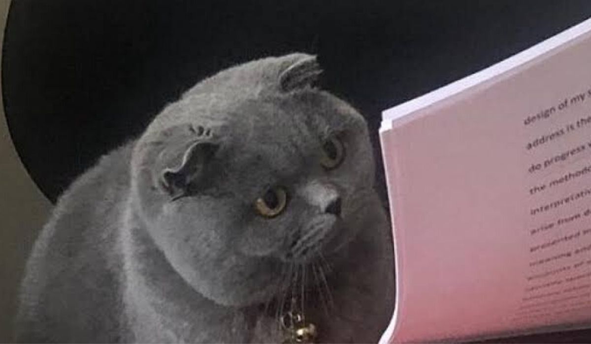 Facebook | Memes | “¿Por qué pusiste?”, el meme del gato y la profesora ...