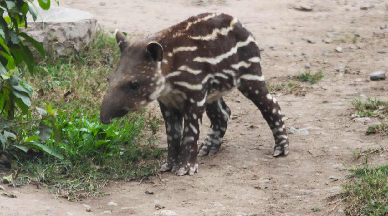 Parque de las Leyendas: cría de tapir fue bautizada como ‘Pepa’ | LIMA ...