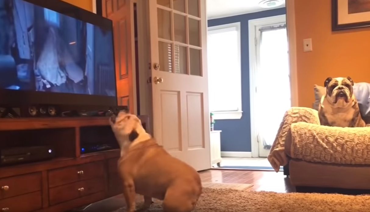 YouTube viral | bulldog terminó asustado al ver película de terror ...