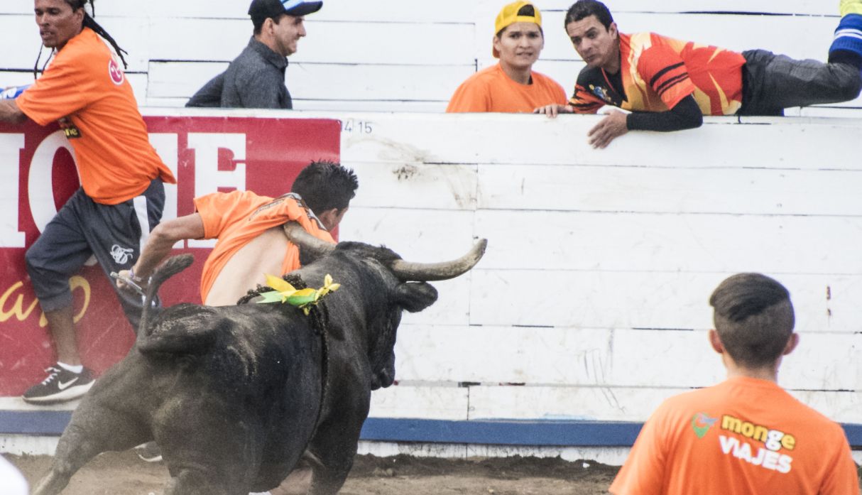 Costa Rica: La polémica fiesta de toros de Año Nuevo a la que muchos se ...