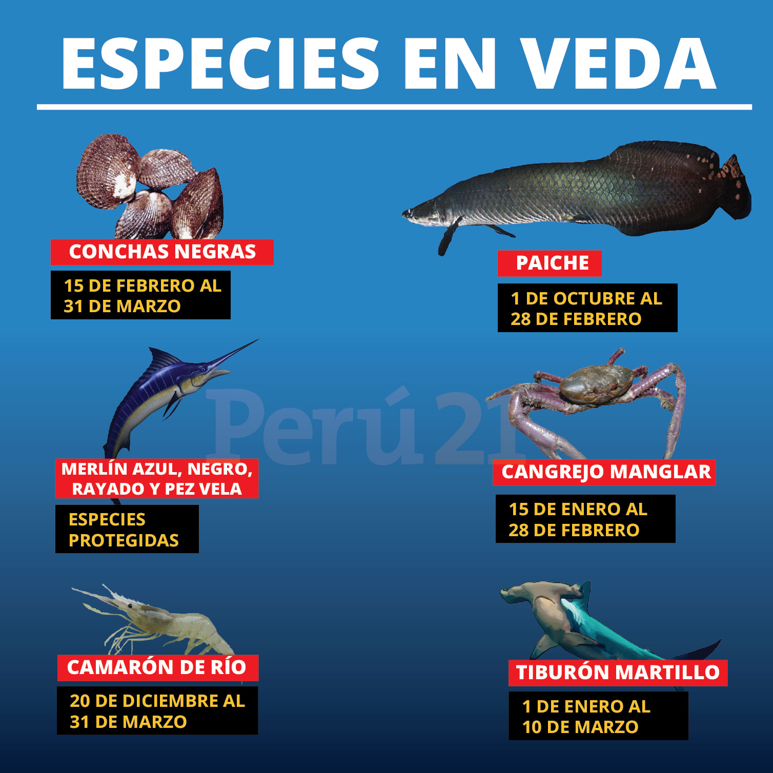 ¡Protégelas! El 15 de febrero inicia la veda de conchas negras a nivel ...