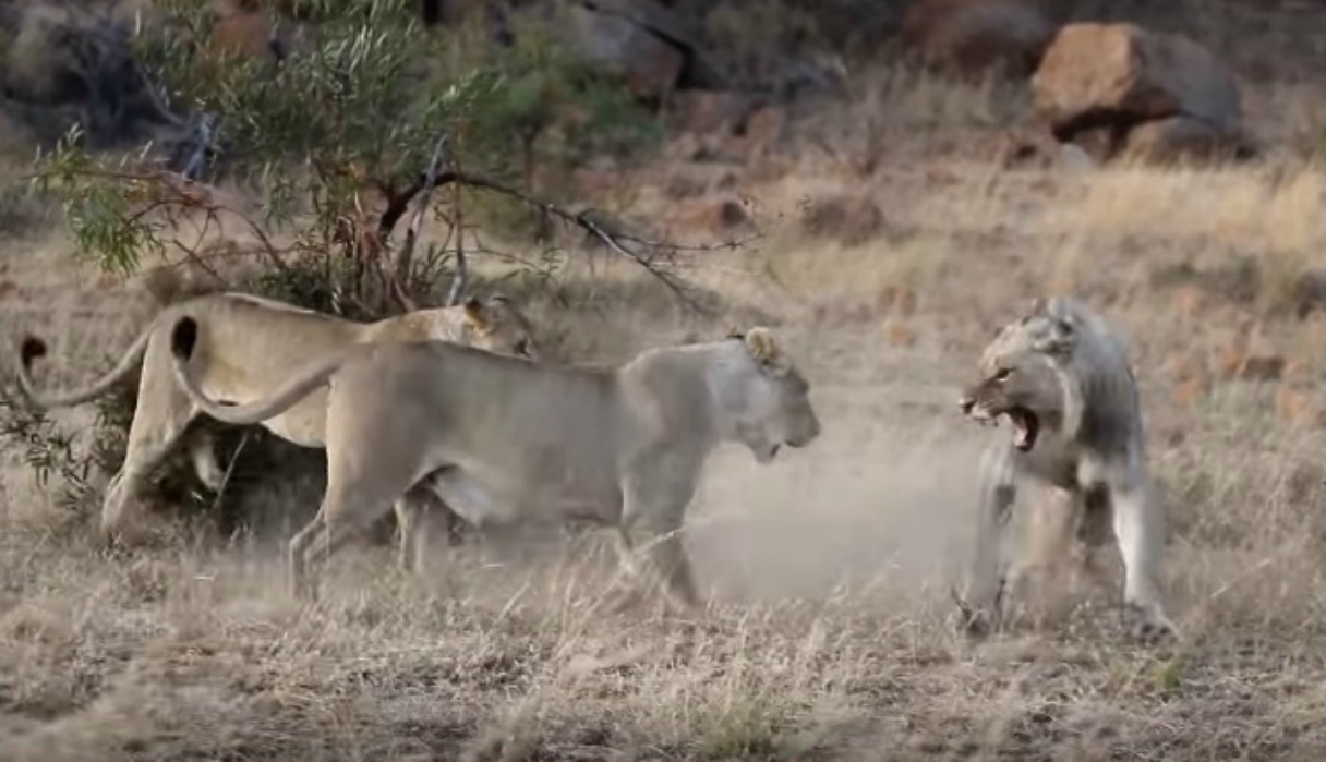 León es expulsado de su propia manada tras feroz enfrentamiento y miles quedan boquiabiertos ...