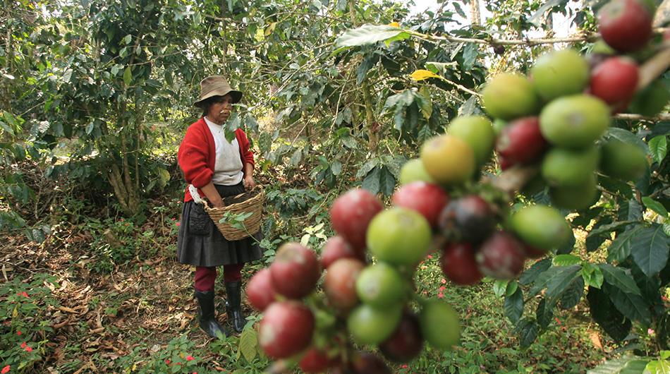 PBI 2016: veinte datos que explican la evolución de la economía peruana ...