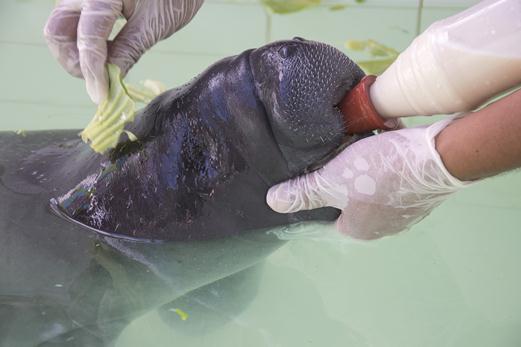 Salvando a un gigante: el manatí amazónico | TECNOLOGIA | EL COMERCIO PERÚ