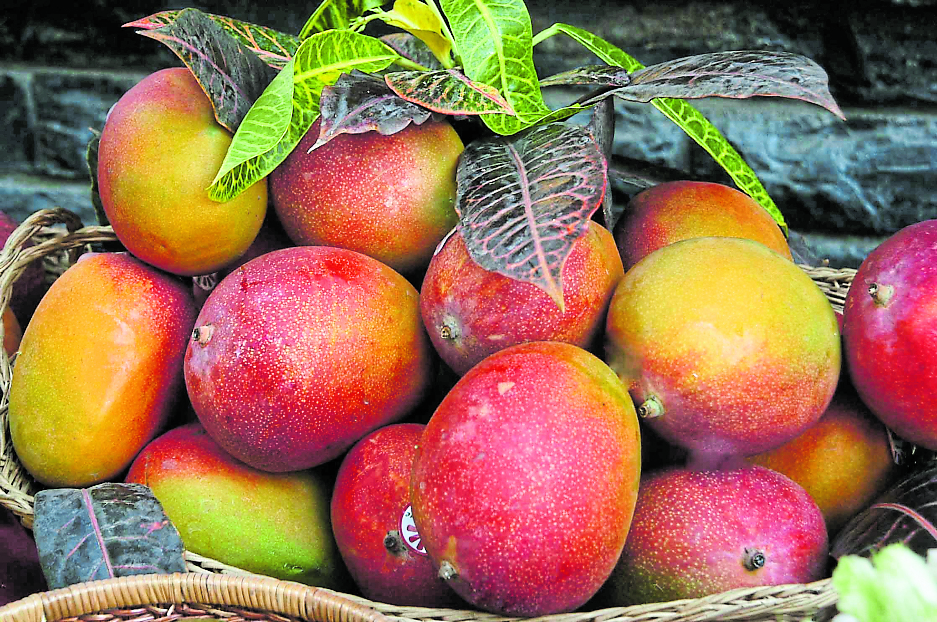 Exportación de mango fresco a Corea del Sur supera los US$ 12.3 ...