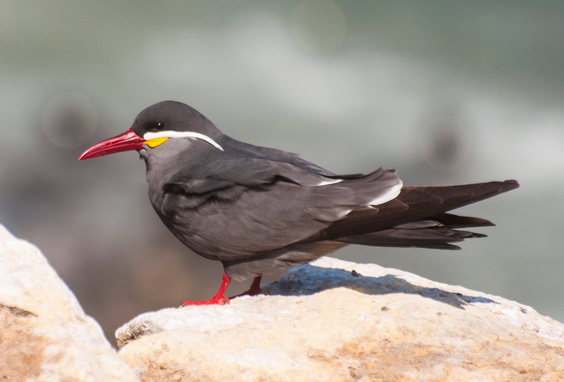 Conoce los mejores lugares del país para el avistamiento de aves Vida ...