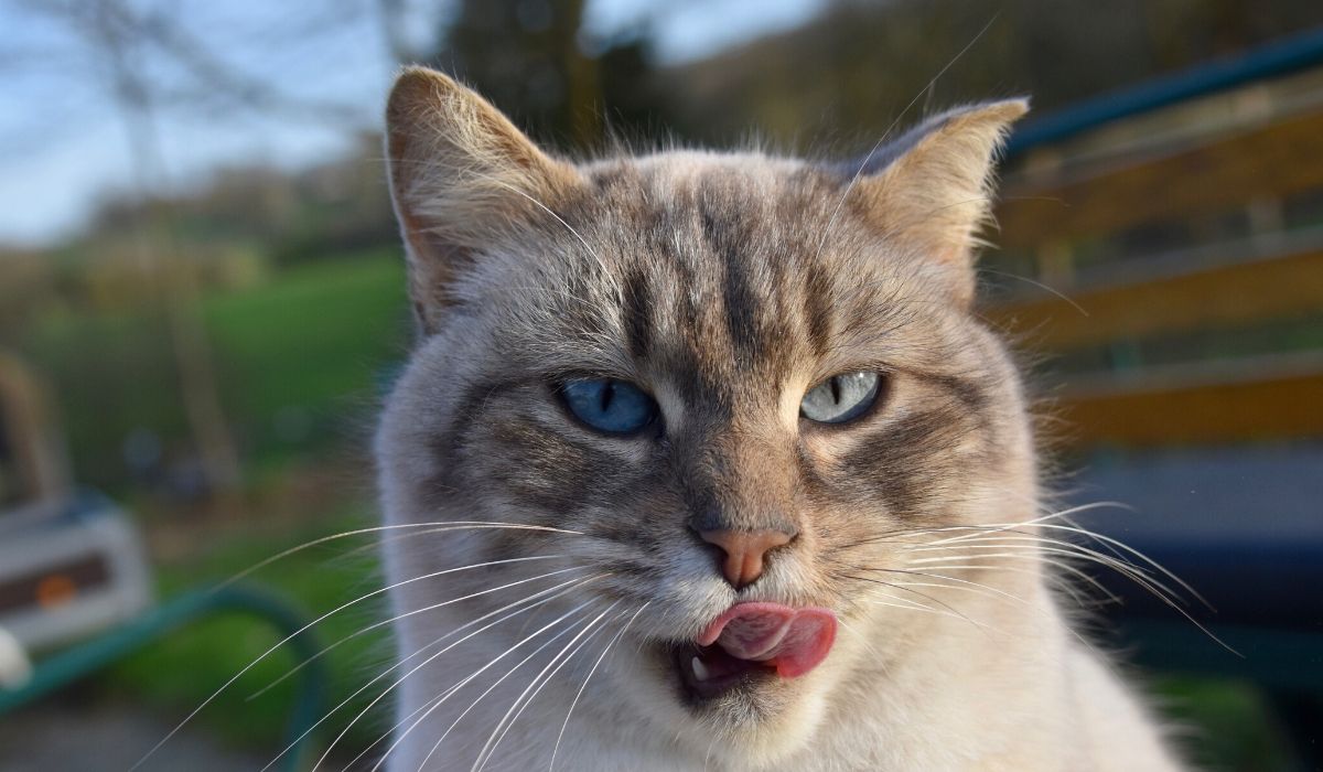 YouTube | Gato rechoncho disfruta de un extraño masaje durante la ...